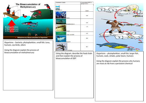 Bioaccumulation Full Lesson | Teaching Resources