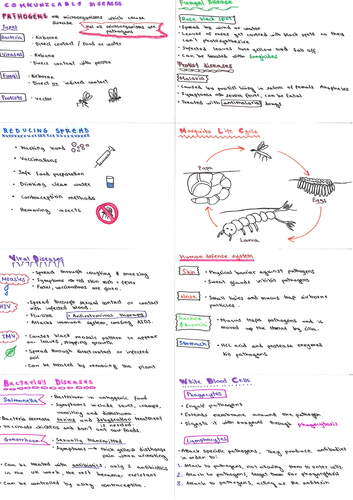GCSE BIOLOGY PAPER 1 FLASHCARDS | Teaching Resources