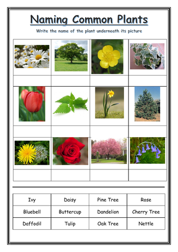 KS1 Naming Common Plants and Trees | Teaching Resources