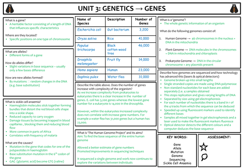 IB Biology - Topic 3 - Genetics - Summary | Teaching Resources IB Biology - Topic 3 - Genetics - Summary | Teaching Resources