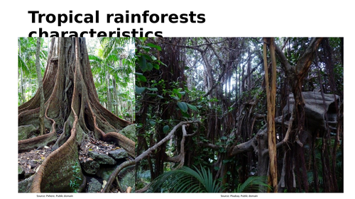Tropical rainforests' location, climate and characteristics | Teaching ...
