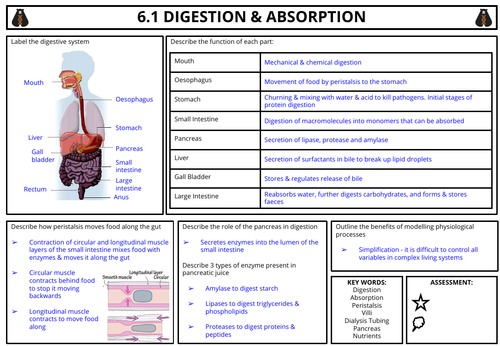 IB Biology - Topic 6 - Human Physiology - Summary | Teaching Resources IB Biology - Topic 6 - Human Physiology - Summary | Teaching Resources