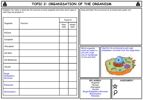 IGCSE Biology - Topic 2 - Organism Organisation - Summary | Teaching ...