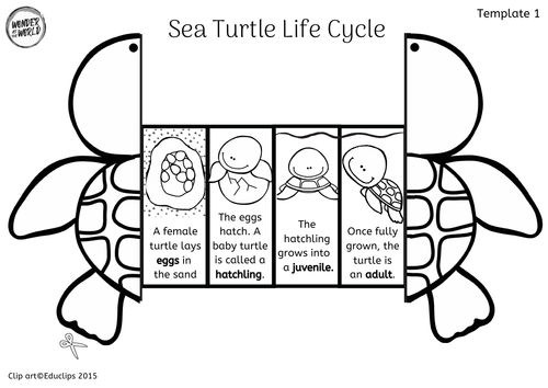 Life cycle of a turtle craft | Teaching Resources