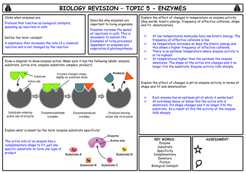 IGCSE Biology - Topic 5 - Enzymes - Summary | Teaching Resources