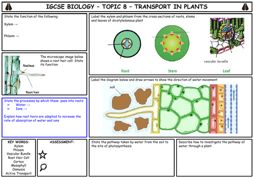 IGCSE Biology - Topic 8 - Transport in Plants - Summary | Teaching ...
