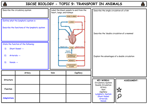 IGCSE Biology - Topic 9 - Transport in Animals - Summary | Teaching ...