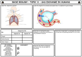 IGCSE Biology - Topic 11 - Gas Exchange - Summary | Teaching Resources
