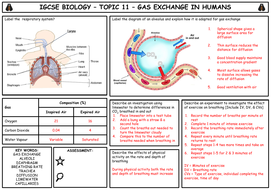 IGCSE Biology - Topic 11 - Gas Exchange - Summary | Teaching Resources