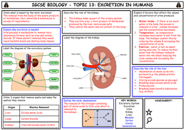 IGCSE Biology - Topic 13 - Excretion in Humans - Summary | Teaching ...