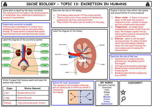 IGCSE Biology - Topic 13 - Excretion in Humans - Summary | Teaching ...