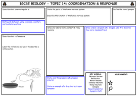 IGCSE Biology Topic 14 - Coordination & Response - Summary | Teaching ...