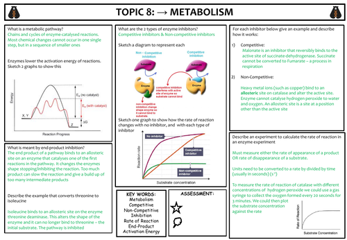 IB Biology - Topic 8 - Metabolism, Respiration & Photosynthesis ...