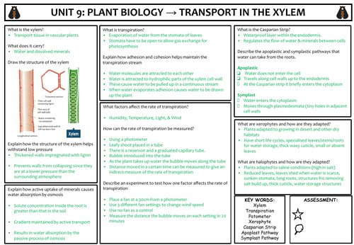 IB Biology - Topic 9 - Plant Biology - Summary | Teaching Resources
