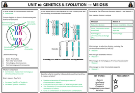 IB Biology - Topic 10 - Genetics & Evolution - Summary | Teaching Resources