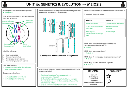 IB Biology - Topic 10 - Genetics & Evolution - Summary | Teaching Resources