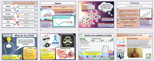 Penis + Male Anatomy - PSHE | Teaching Resources
