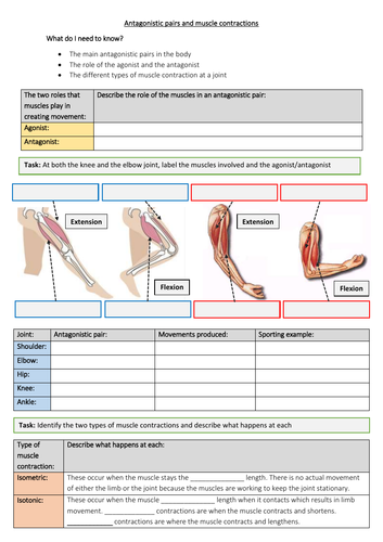 GCSE PE - Antagonistic pairs and muscle contractions - Student ...
