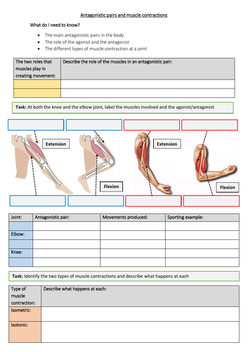 GCSE PE - Antagonistic pairs and muscle contractions - Student ...