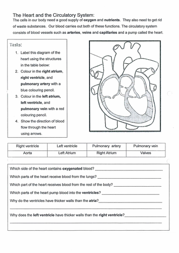 AQA GCSE Physical Education - Applied Anatomy and Physiology Unit of ...