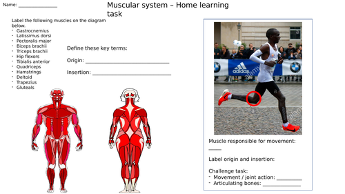 Muscular system scheme of work - BTEC Sport L3 - Unit 1 Anatomy ...