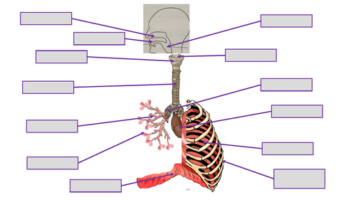 Respiratory system scheme of work - BTEC Sport L3 - Unit 1 Anatomy ...