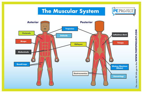 FREE: The Muscular System Poster | Teaching Resources