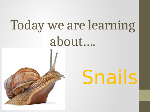 Year 1 Science Snail Investigation | Teaching Resources