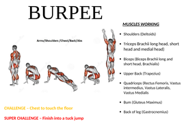 Differentiated Circuit Station Fitness Cards | Teaching Resources