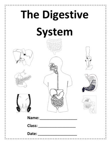 The Digestive System A Research Project | Teaching Resources
