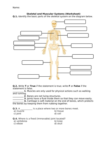 Human Body Systems Worksheets | Distance Learning | Teaching Resources
