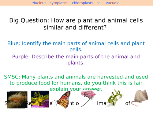 Year 7 Cells lesson (7Ad) | Teaching Resources