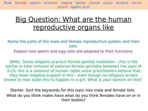 Year 7 Reproductive Organs Lesson (7Bb) | Teaching Resources