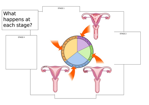 Year 7 Growing Up Lesson (7Be) | Teaching Resources