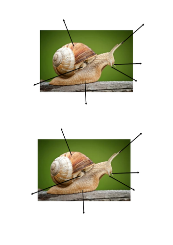 Giant African Land Snail Non-Fiction Planning | Teaching Resources
