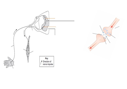 B10.3 The Reflex Actions | Teaching Resources