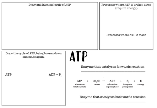 A-Level Biological Molecules Revision sheets | Teaching Resources