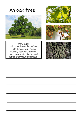 KS1 trees: writing for science | Teaching Resources