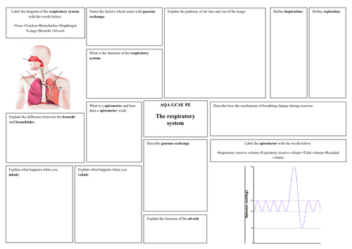 The Respiratory system- GCSE Revision | Teaching Resources