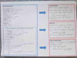 A-Level PE: Energy System Summary Sheet | Teaching Resources