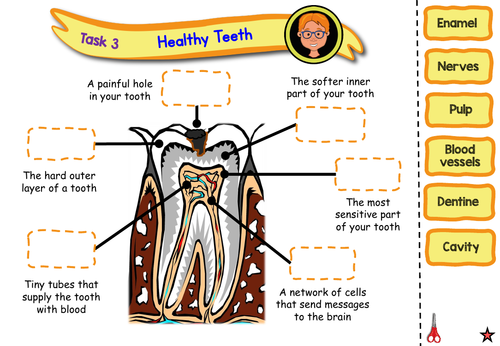 Teeth | Teaching Resources