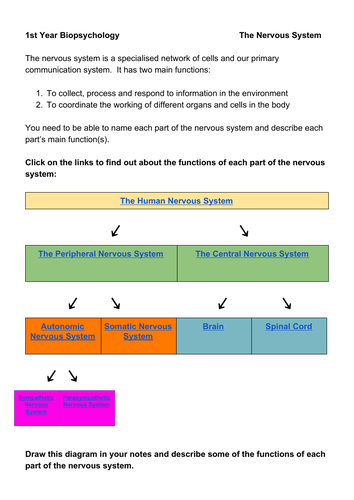 Biopsych - nervous & endocrine systems | Teaching Resources