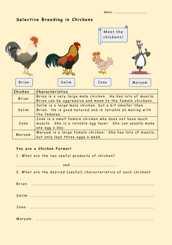 Selective breeding - KS3 Low Ability | Teaching Resources