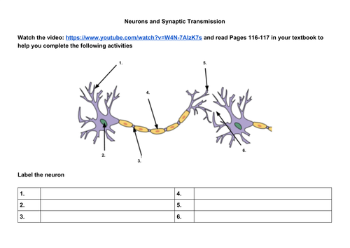 Neurons and synaptic transmission | Teaching Resources
