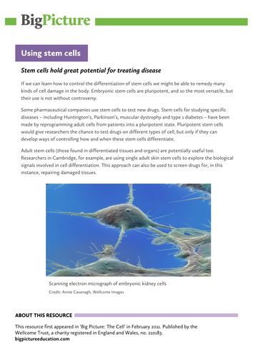 Stem Cells PPT - GCSE Biology | Teaching Resources