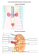The Kidneys and Osmoregulation A-Level Biology | Teaching Resources