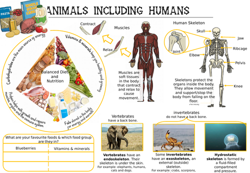 Animals including Humans Y3 Knowledge Organiser | Teaching Resources