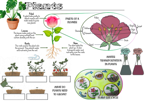 Plants Y3 Knowledge Organiser | Teaching Resources