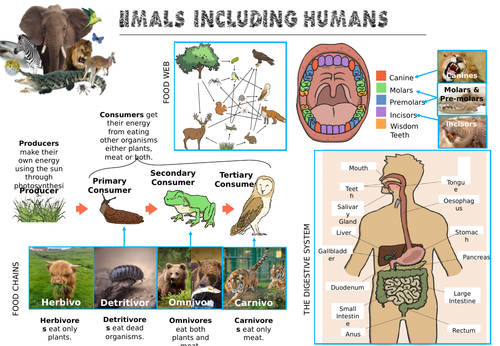 Animals including Humans Y4 Knowledge Organiser | Teaching Resources
