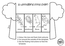 Food chain foldables KS1 | Teaching Resources